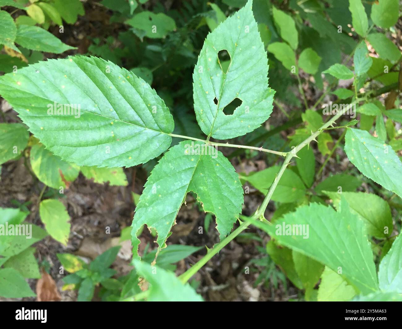 brambles (Rubus) Plantae Stock Photo - Alamy