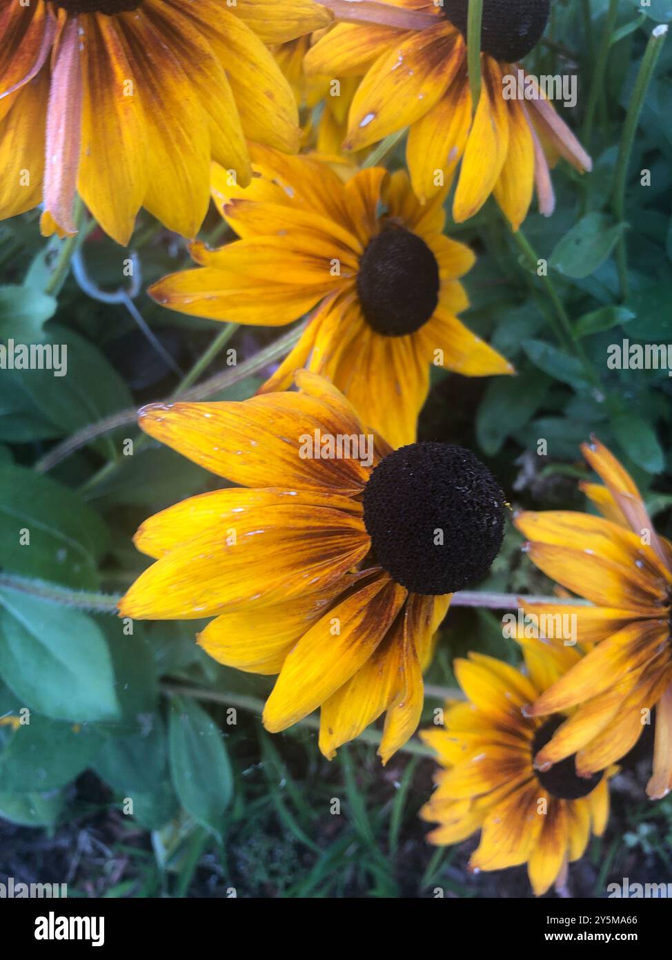 orange coneflower (Rudbeckia fulgida) Plantae Stock Photo - Alamy