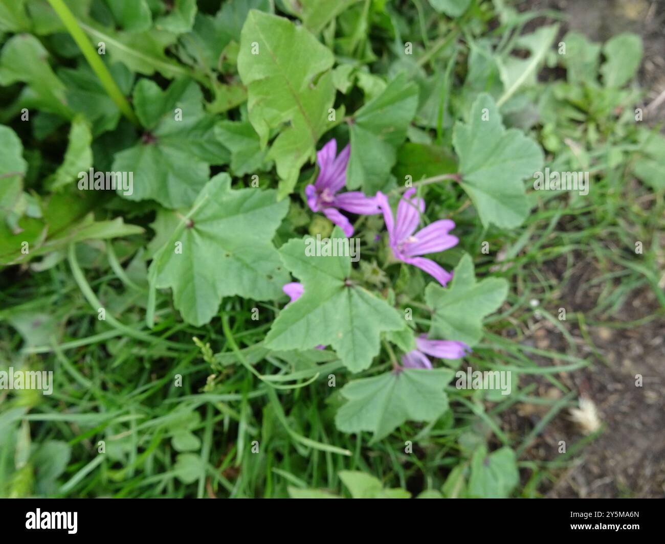 Common Mallow (Malva sylvestris) Plantae Stock Photo - Alamy