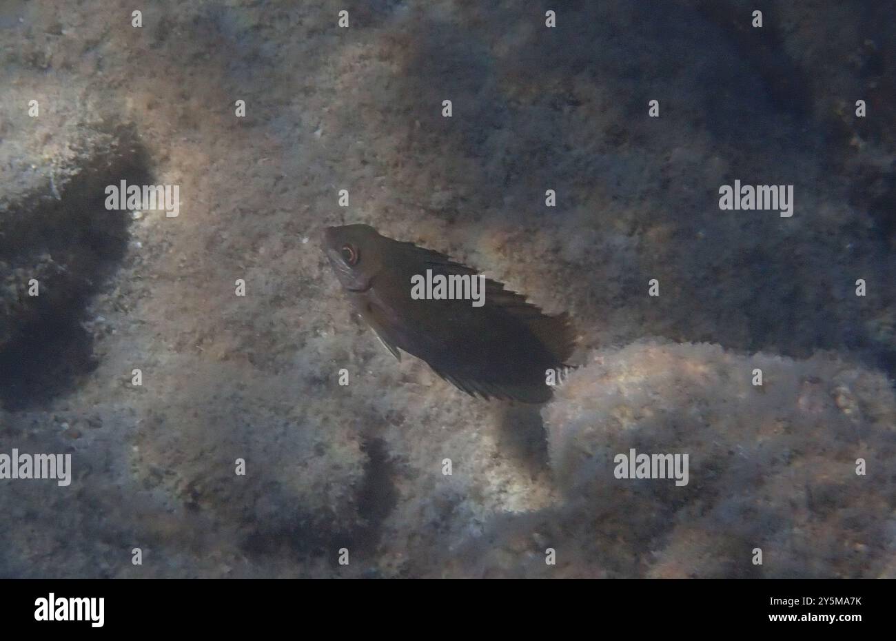 Dusky Spinefoot (Siganus luridus) Actinopterygii Stock Photo - Alamy