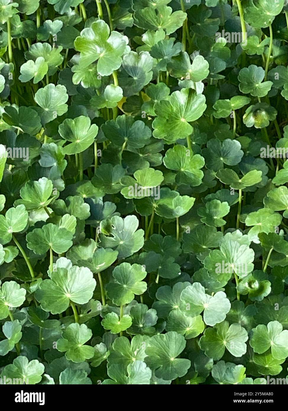 floating marsh pennywort (Hydrocotyle ranunculoides) Plantae Stock ...