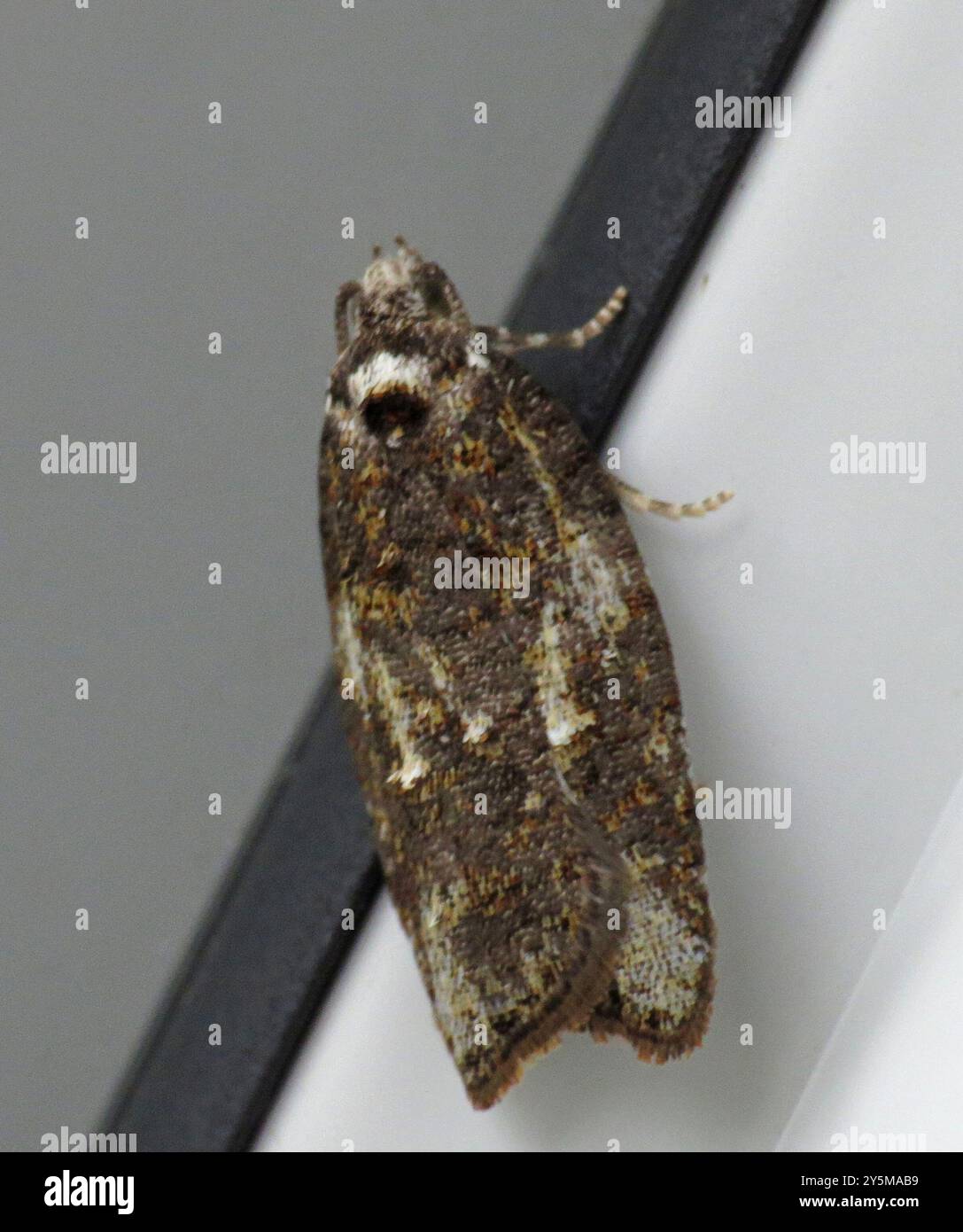 Eastern Black-headed Budworm Moth (Acleris variana) Insecta Stock Photo ...
