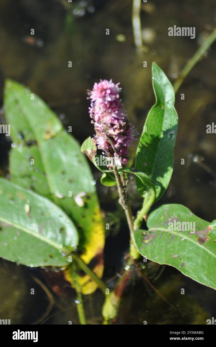 water smartweed (Persicaria amphibia) Plantae Stock Photo - Alamy