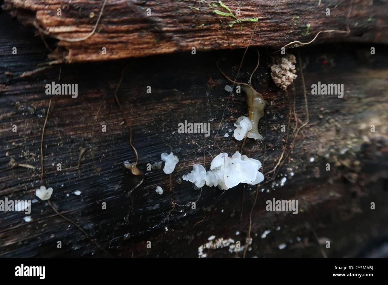 snow fungus (Tremella fuciformis) Fungi Stock Photo - Alamy