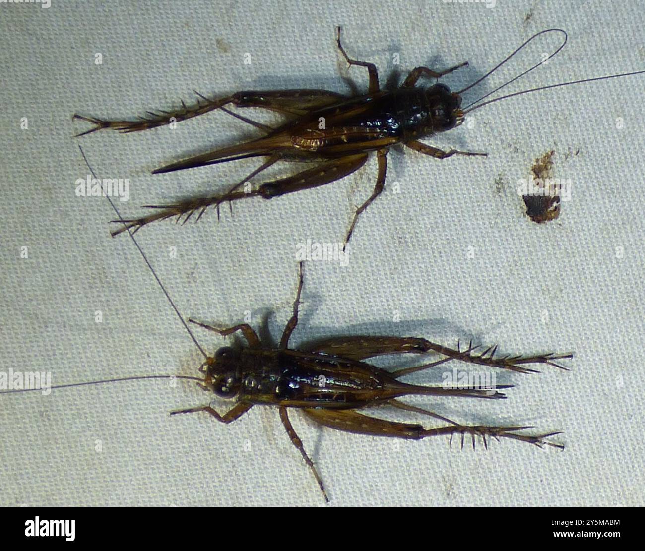 Robust Ground Crickets (Allonemobius) Insecta Stock Photo - Alamy