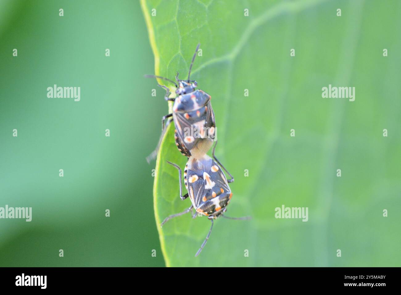Bagrada Bug (Bagrada hilaris) Insecta Stock Photo - Alamy