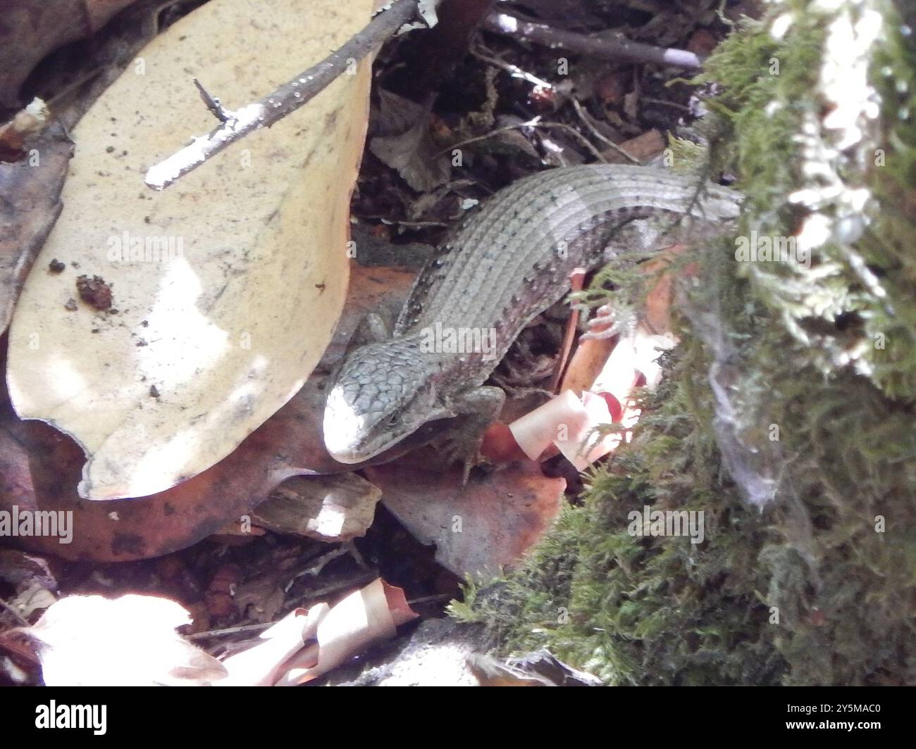 Northern Alligator Lizard (Elgaria coerulea) Reptilia Stock Photo - Alamy