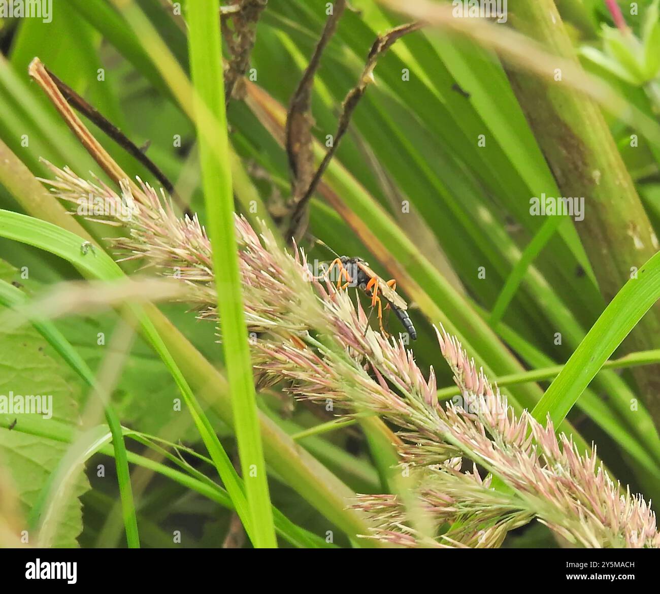 Ichneumonid and Braconid Wasps (Ichneumonoidea) Insecta Stock Photo - Alamy