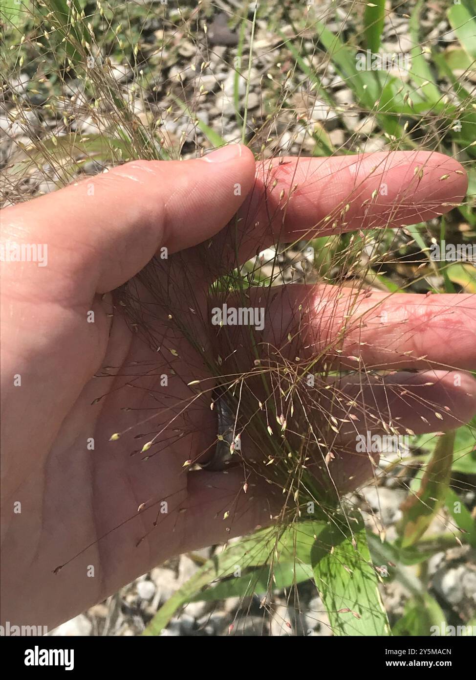 witch grass (Panicum capillare) Plantae Stock Photo - Alamy