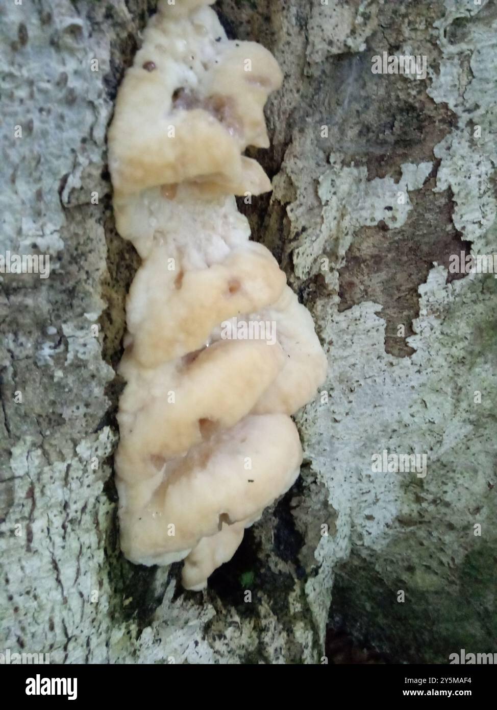 Northern Tooth (Climacodon septentrionalis) Fungi Stock Photo - Alamy