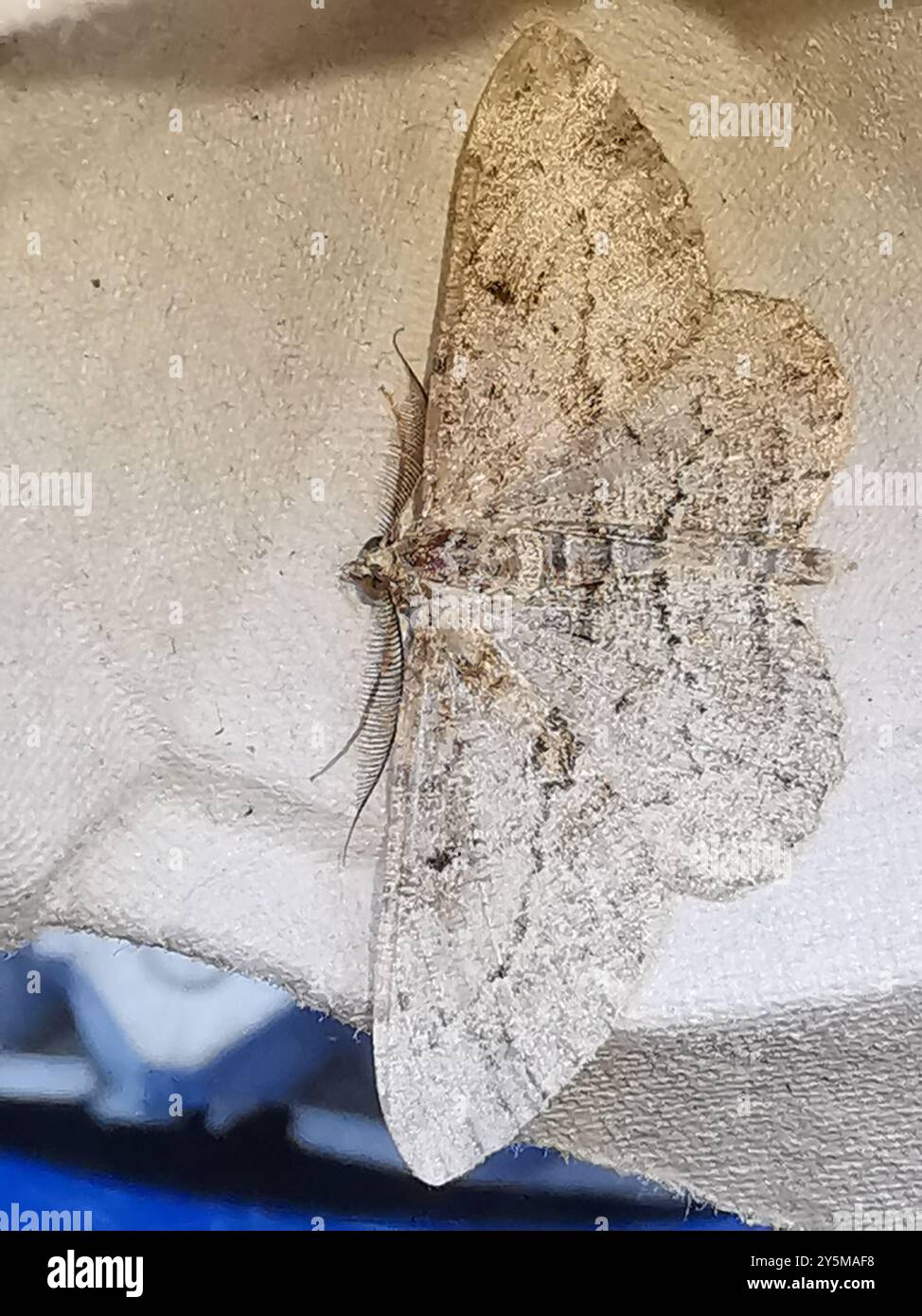 Willow Beauty (Peribatodes rhomboidaria) Insecta Stock Photo - Alamy