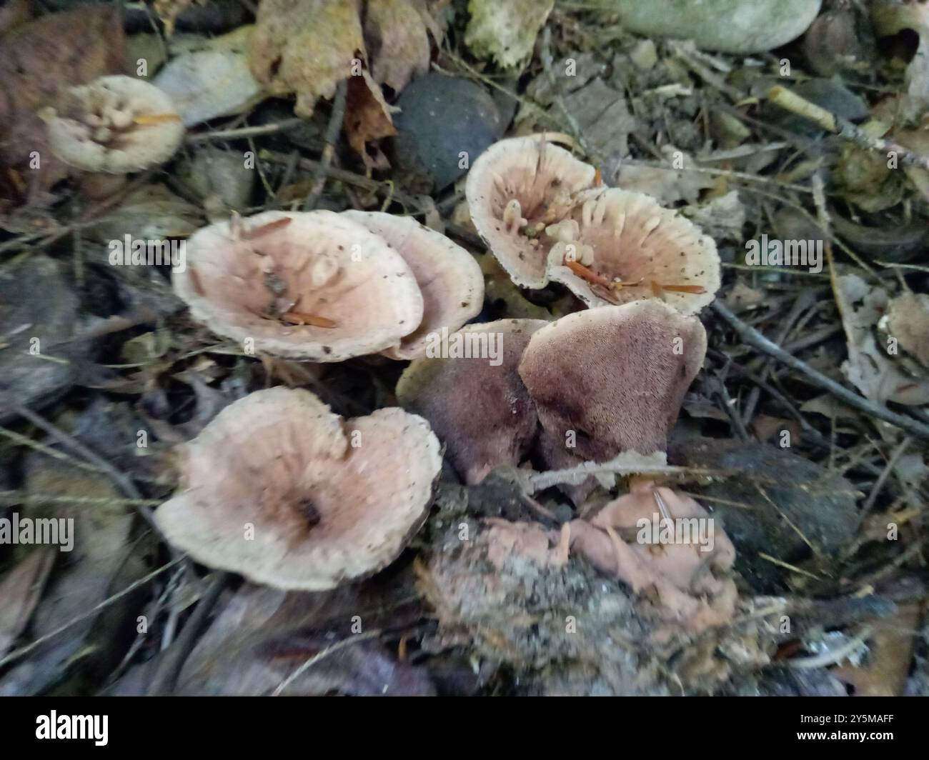 Velvet Tooth (Hydnellum spongiosipes) Fungi Stock Photo - Alamy