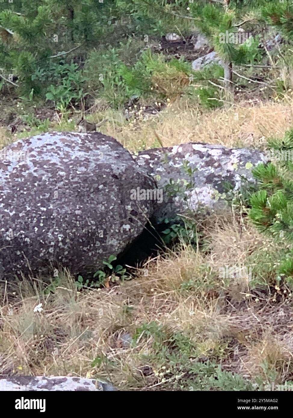 Least Chipmunk (Neotamias minimus) Mammalia Stock Photo - Alamy