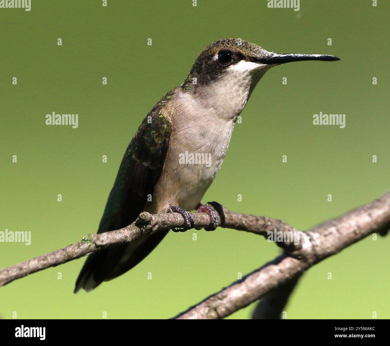 Ruby-throated Hummingbird (Archilochus colubris) Aves Stock Photo - Alamy