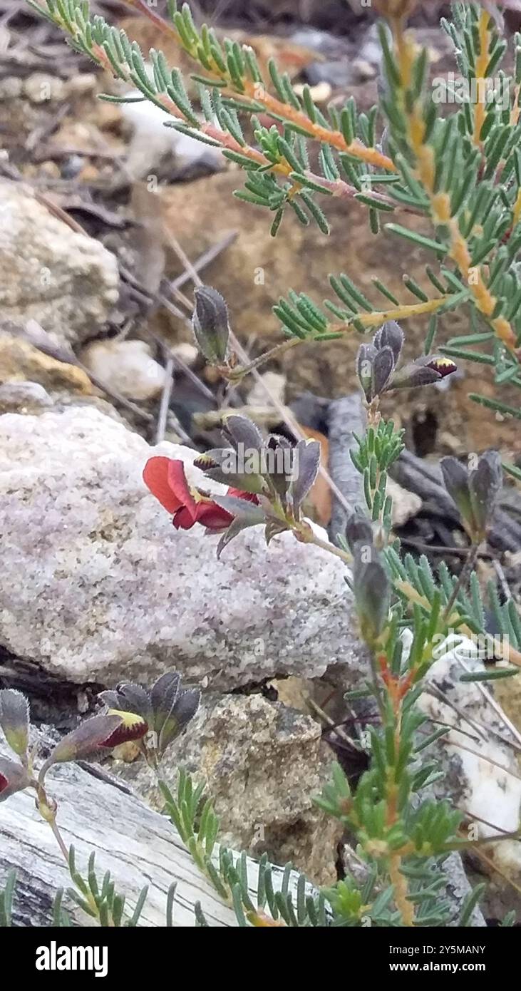 red parrot-pea (Dillwynia hispida) Plantae Stock Photo - Alamy