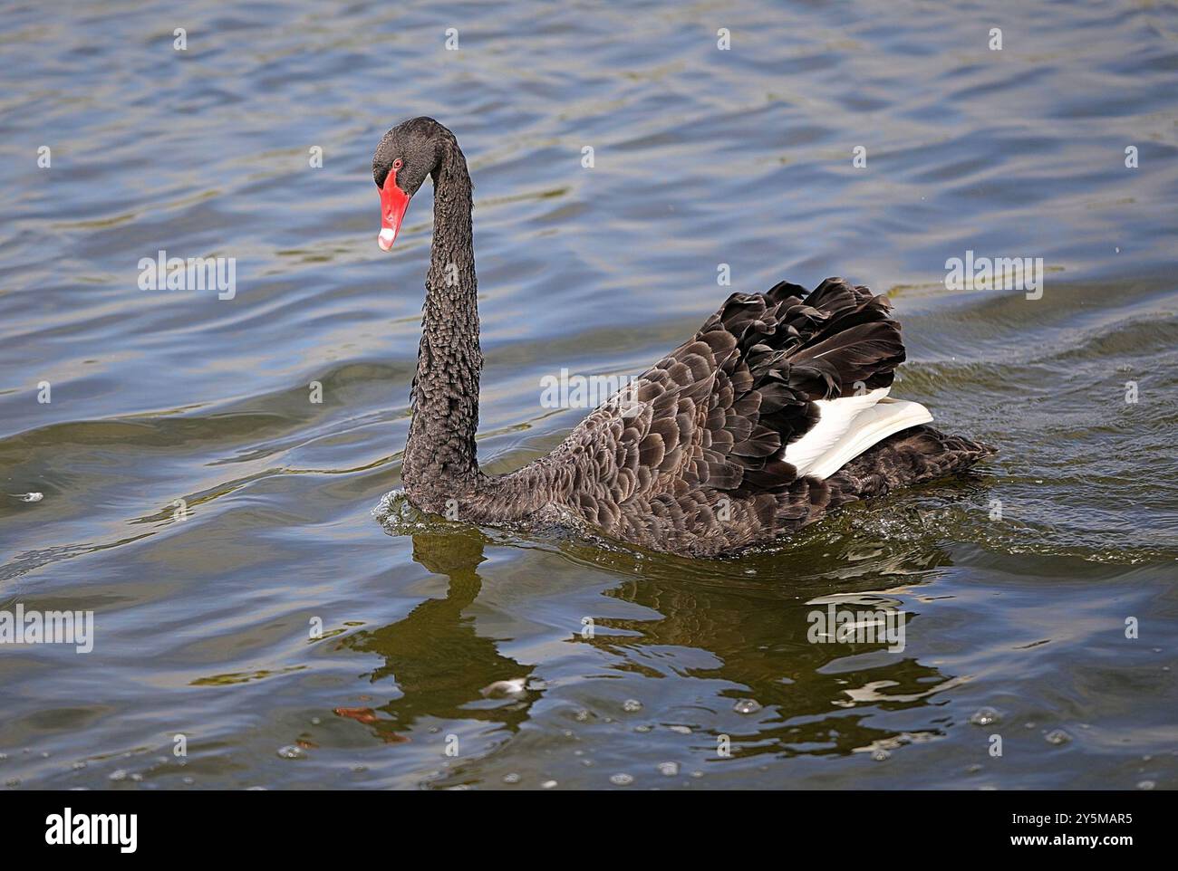 Black Swan (Cygnus atratus) Aves Stock Photo - Alamy
