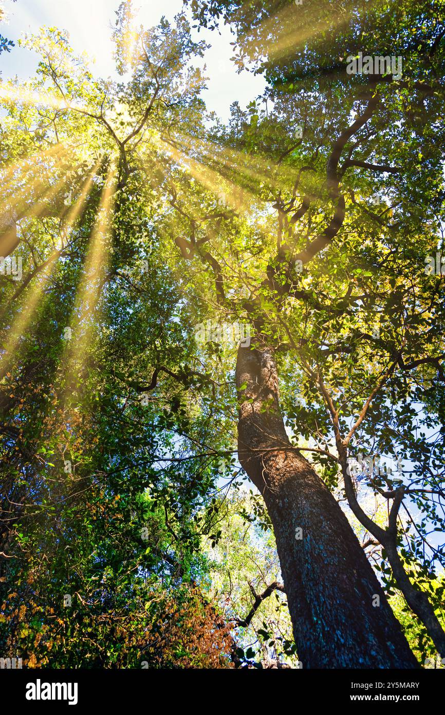 This captivating image captures sunlight streaming through the dense canopy of tall trees in a ...