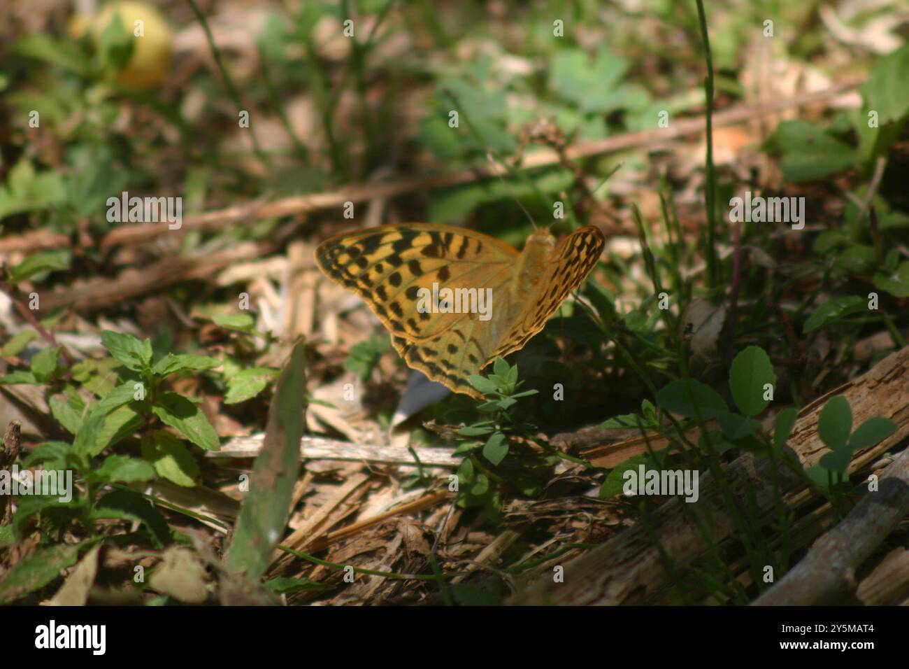 Cardinal Butterfly (Argynnis pandora) Insecta Stock Photo - Alamy