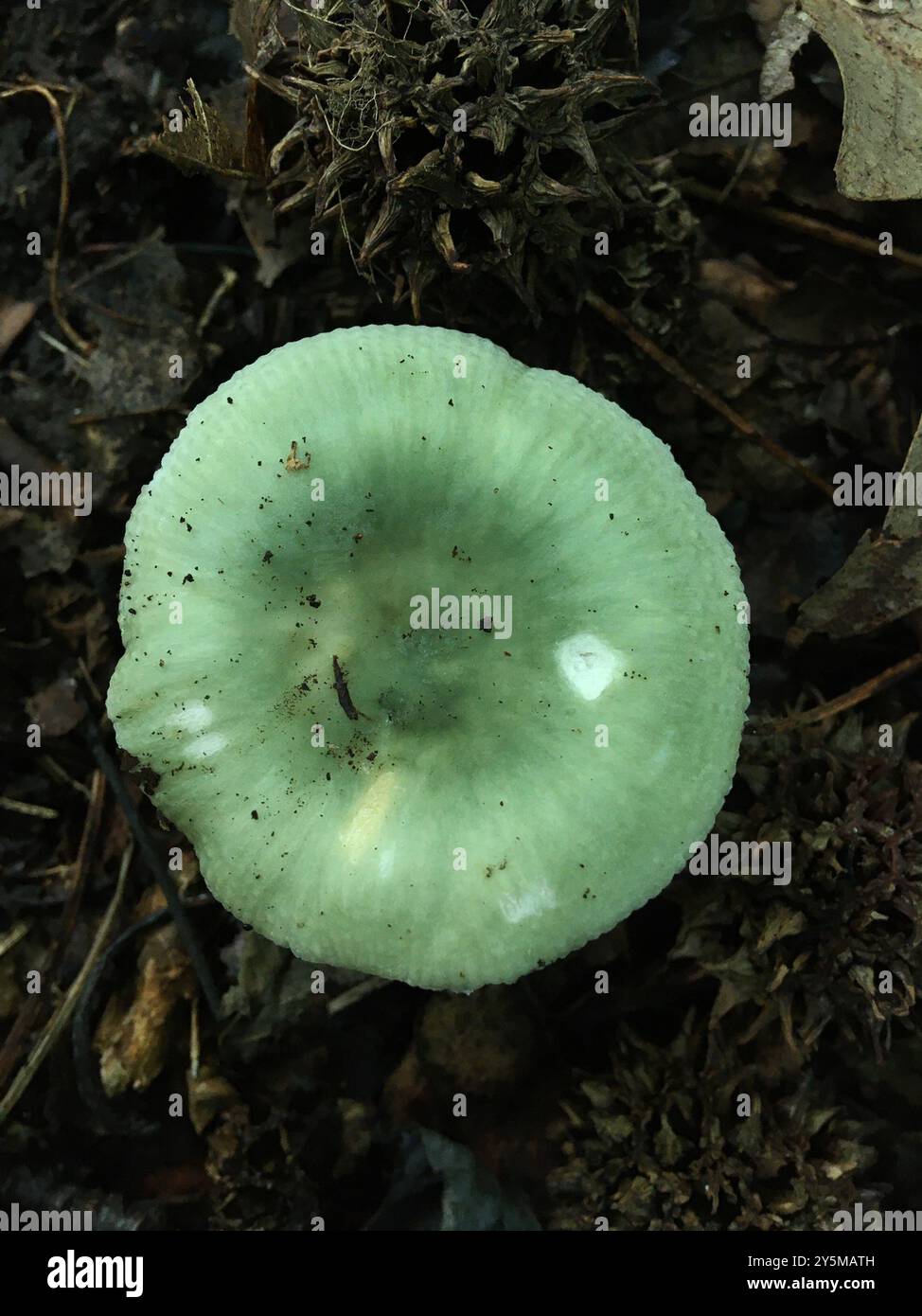 Greasy Green Brittlegill (Russula heterophylla) Fungi Stock Photo - Alamy
