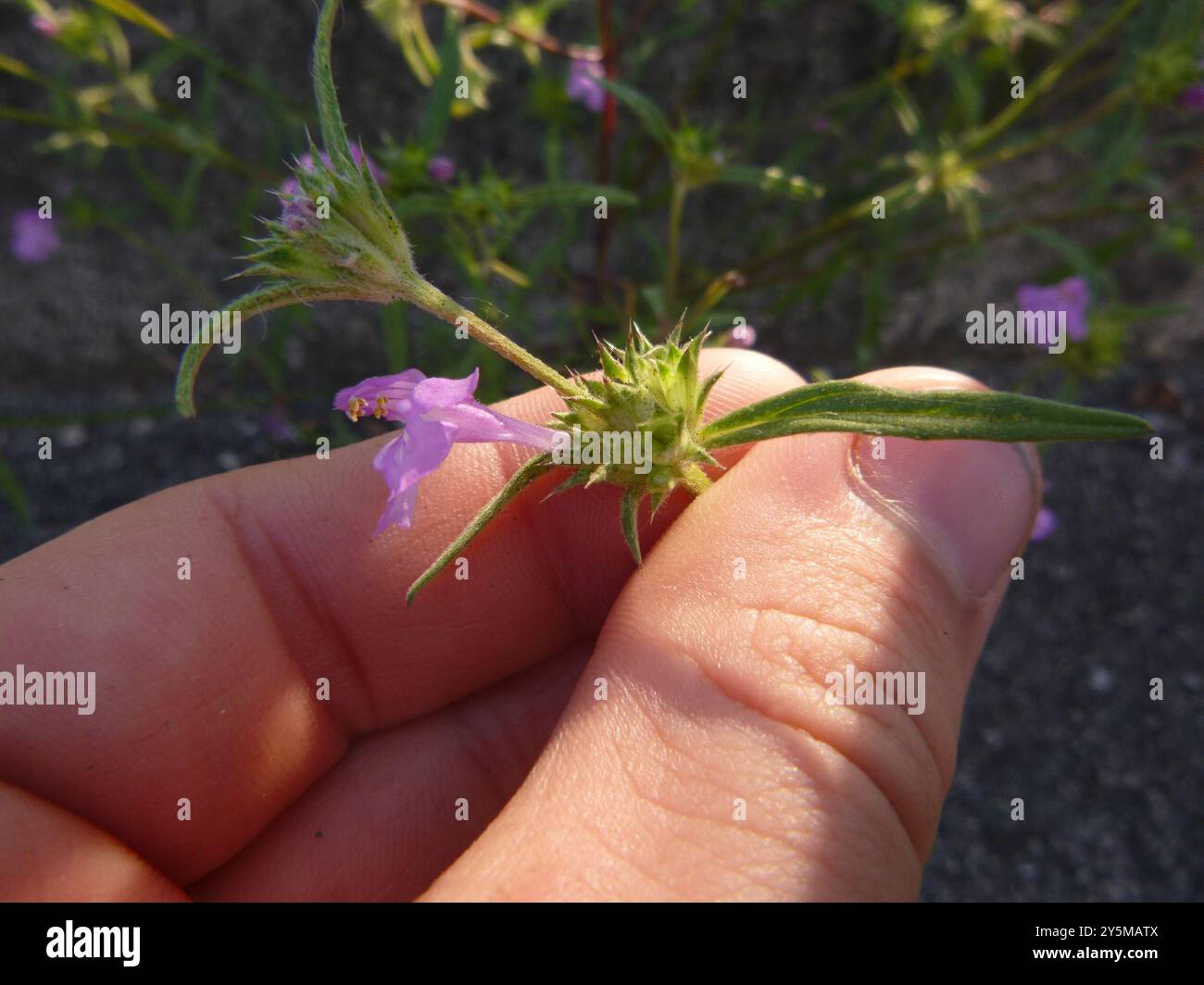 Red Hemp-nettle (Galeopsis angustifolia) Plantae Stock Photo - Alamy