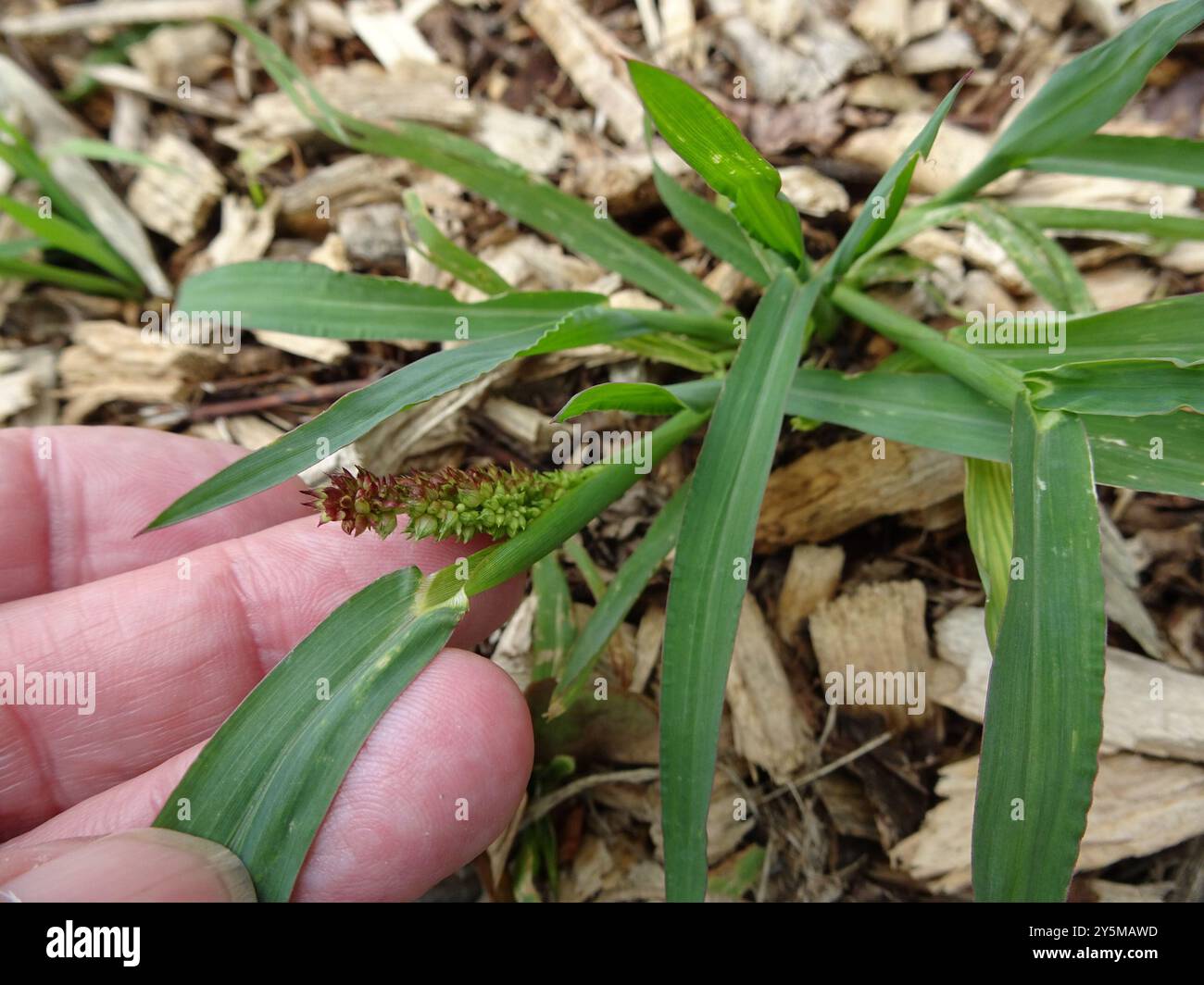 barnyardgrass (Echinochloa crus-galli) Plantae Stock Photo - Alamy