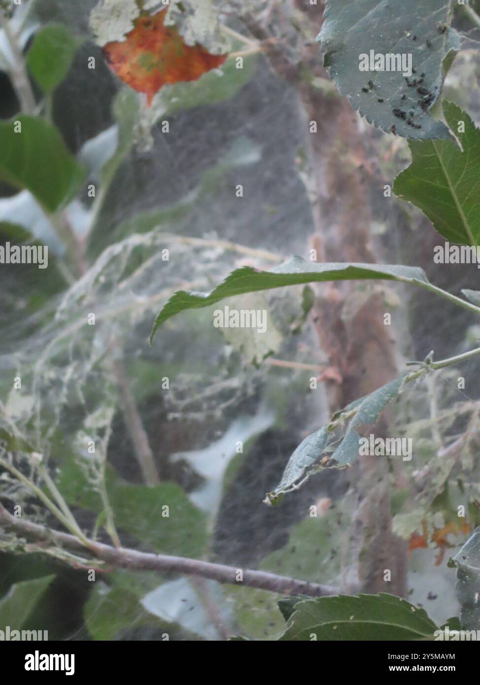 Fall Webworm Moth (Hyphantria cunea) Insecta Stock Photo - Alamy