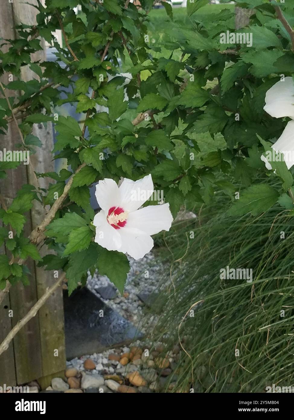 common hibiscus (Hibiscus syriacus) Plantae Stock Photo - Alamy