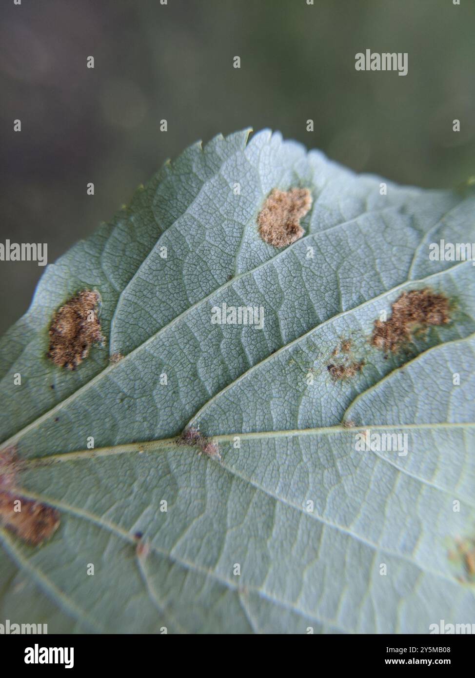 Lime Felt Gall Mite (Eriophyes leiosoma) Arachnida Stock Photo - Alamy