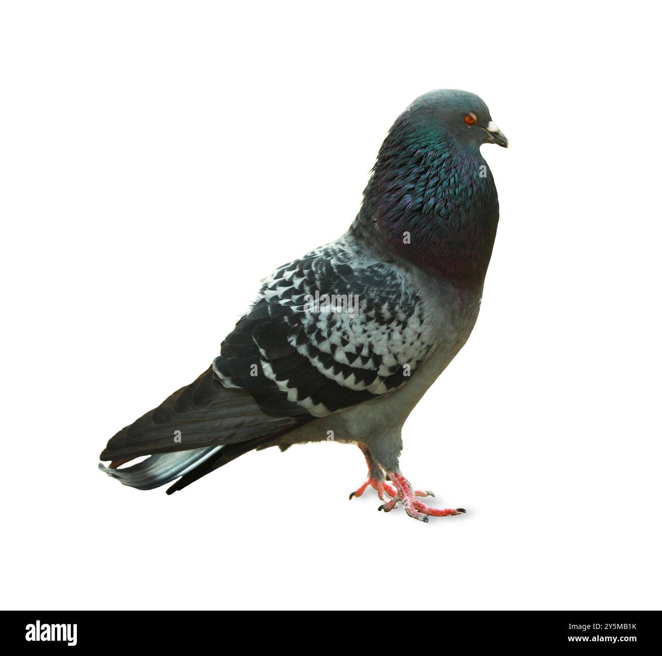 One beautiful grey dove on white background Stock Photo - Alamy