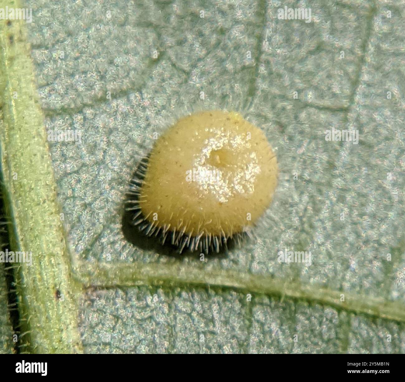 Hickory Placenta Gall Midge (Caryomyia thompsoni) Insecta Stock Photo ...