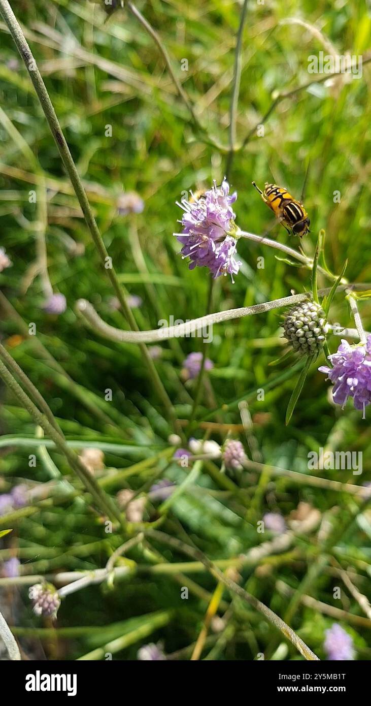 Sun Fly (Helophilus pendulus) Insecta Stock Photo - Alamy