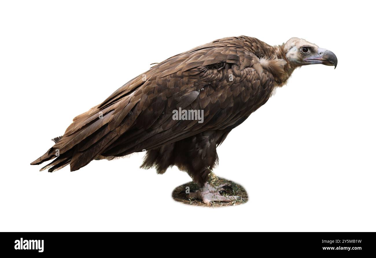 Beautiful Eurasian griffon vulture on white background. Exotic bird ...