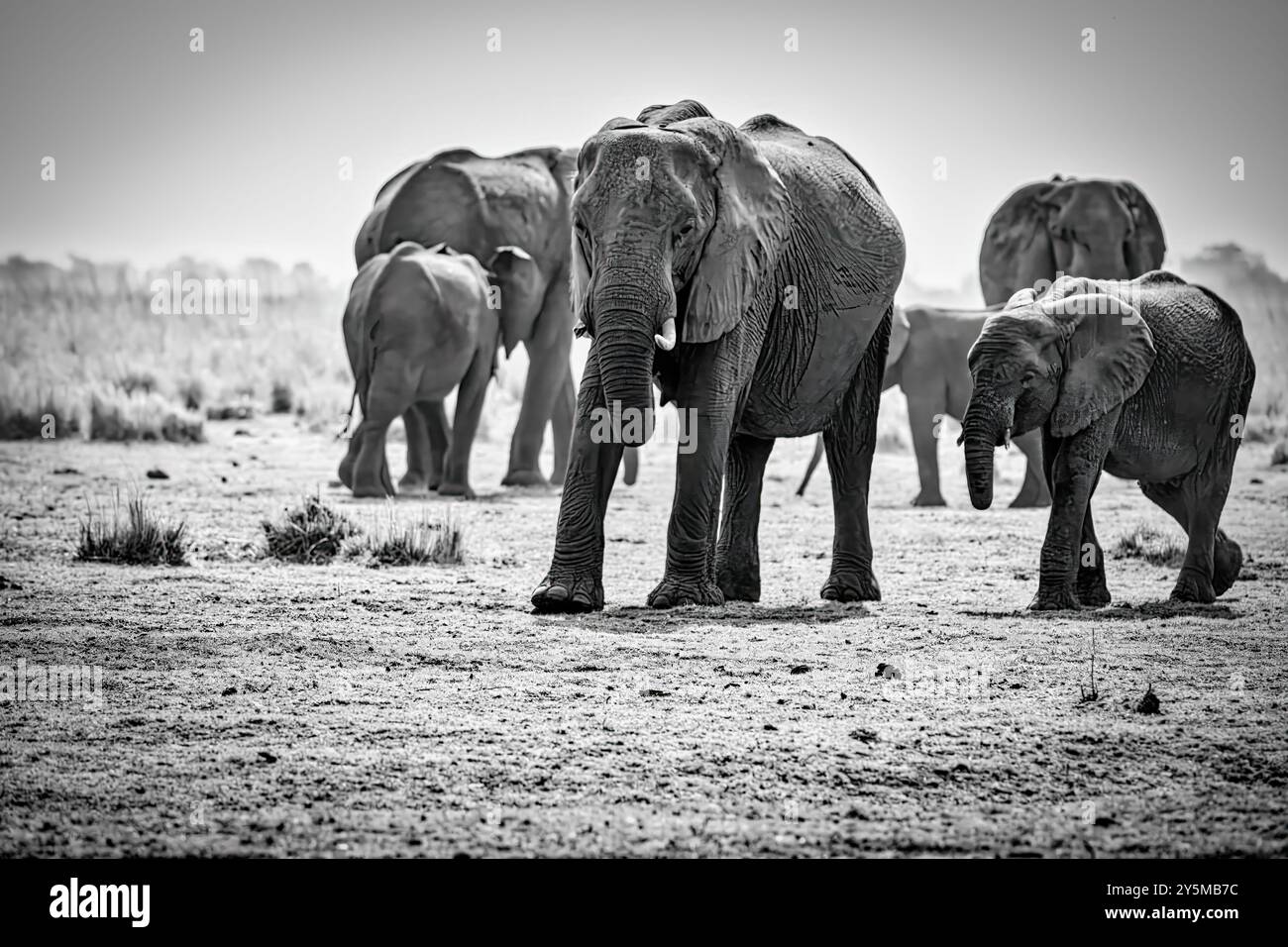 Group of elephants walking together in a dry, open field, showcasing ...