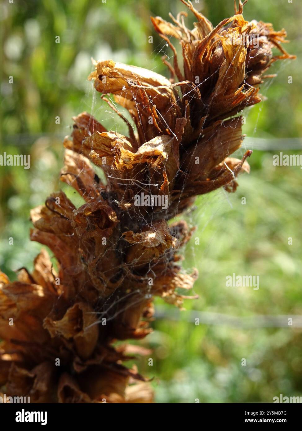 Knapweed Broomrape (Orobanche elatior) Plantae Stock Photo - Alamy