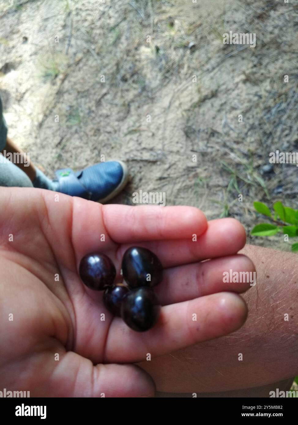 sand cherry (Prunus pumila) Plantae Stock Photo - Alamy