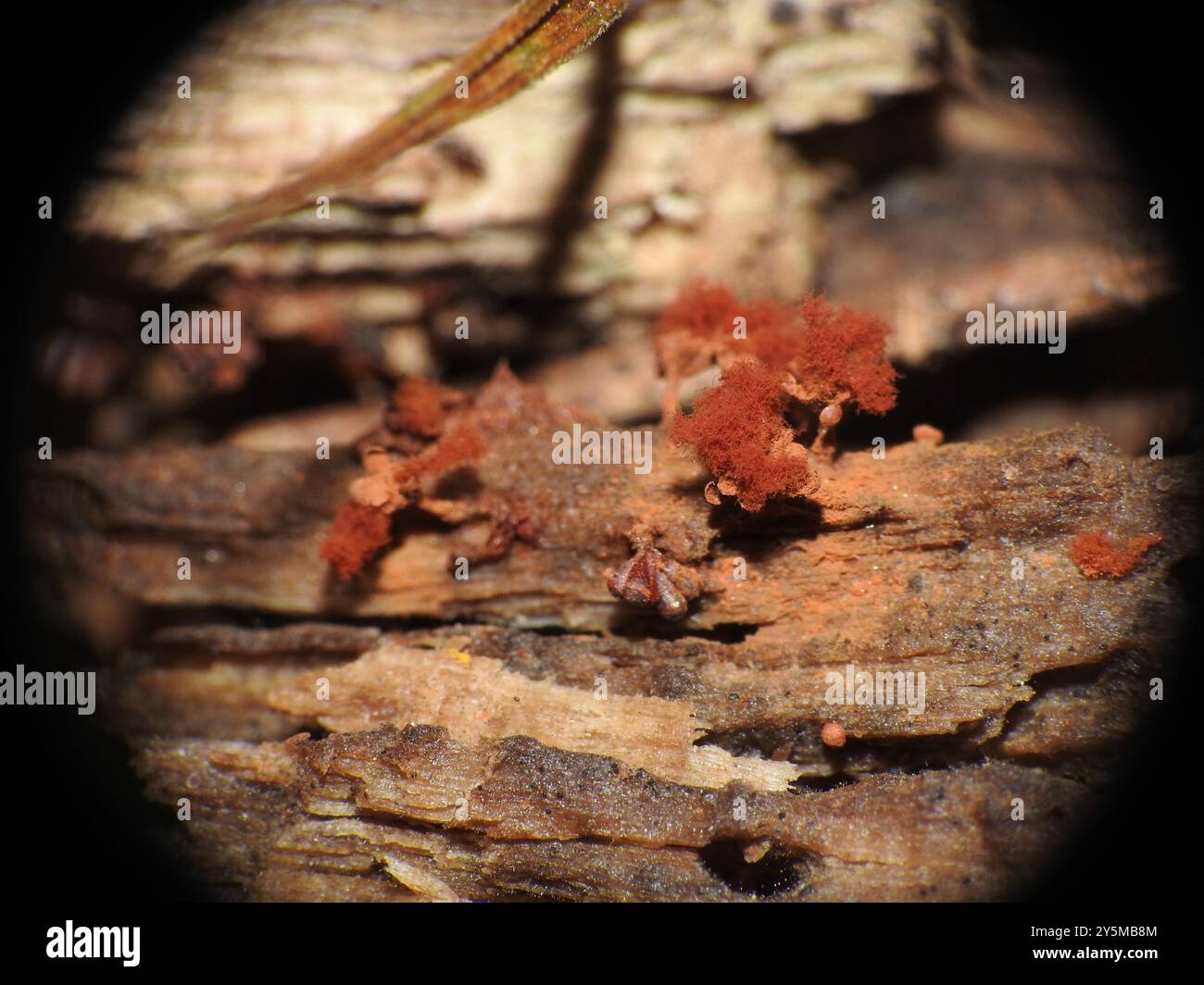 Wasp's Nest Slime Mold (Metatrichia vesparia) Protozoa Stock Photo - Alamy
