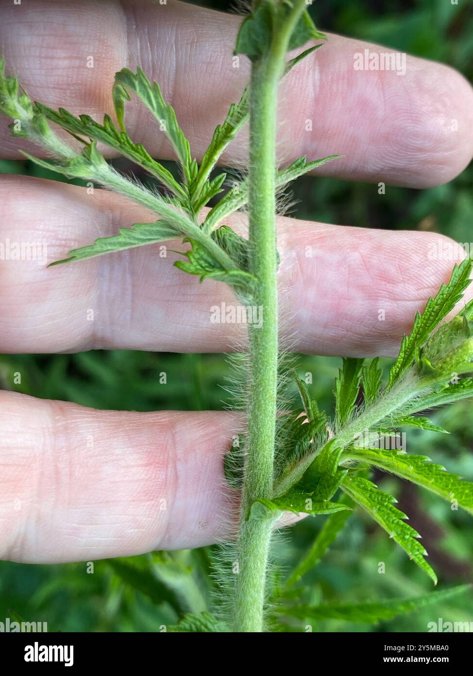 swamp agrimony (Agrimonia parviflora) Plantae Stock Photo - Alamy