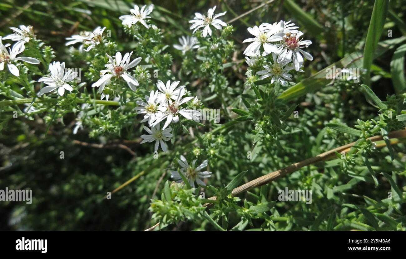 white heath aster (Symphyotrichum ericoides) Plantae Stock Photo - Alamy