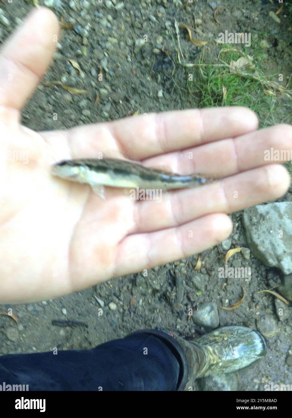 Blackside Darter (Percina maculata) Actinopterygii Stock Photo - Alamy