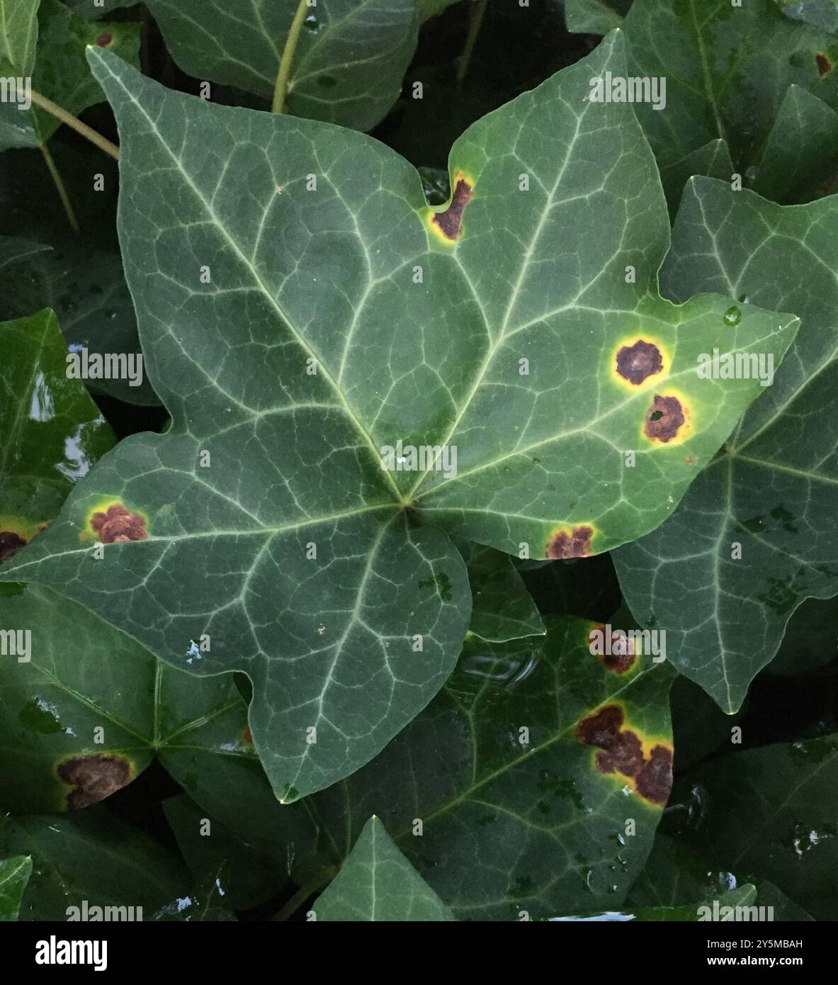 Xanthomonas hi-res stock photography and images - Alamy
