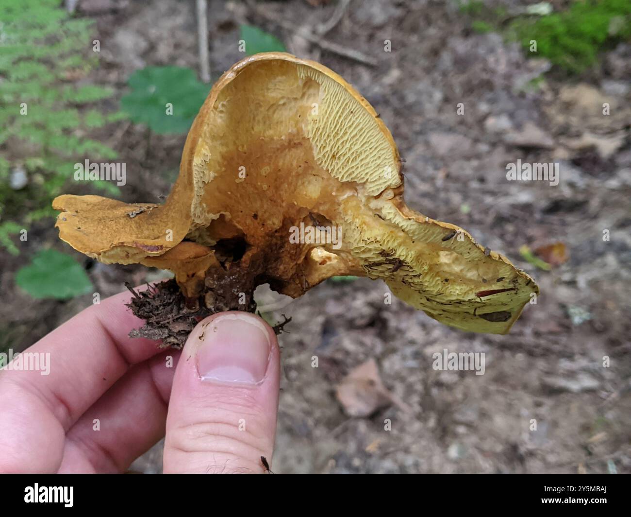 ash-tree bolete (Boletinellus merulioides) Fungi Stock Photo - Alamy