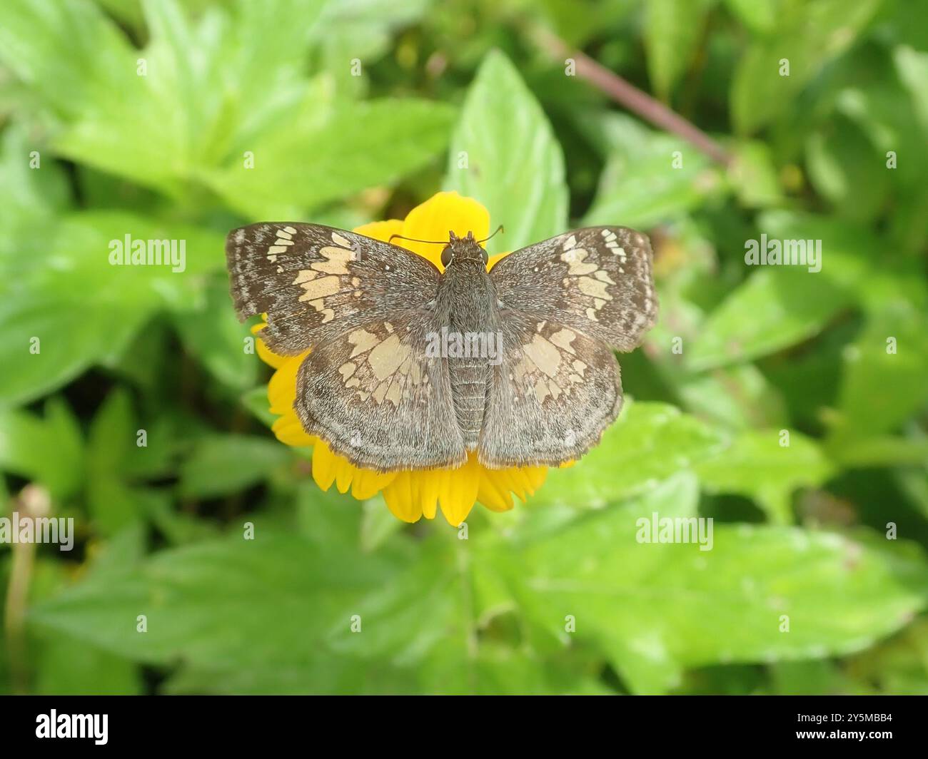 Glassy-winged Skipper (Xenophanes tryxus) Insecta Stock Photo - Alamy