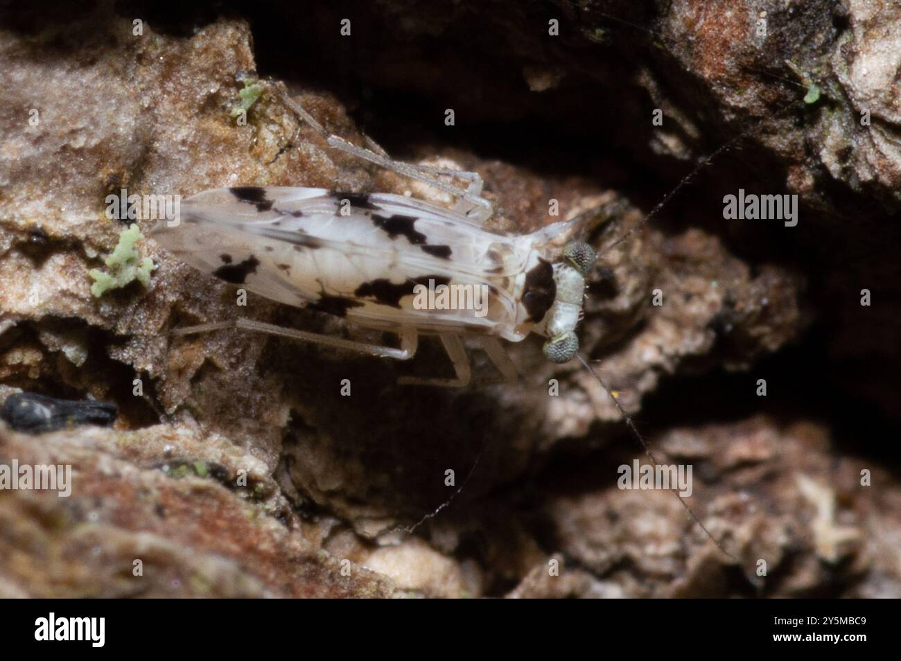 Barklice, Booklice, and Parasitic Lice (Psocodea) Insecta Stock Photo ...