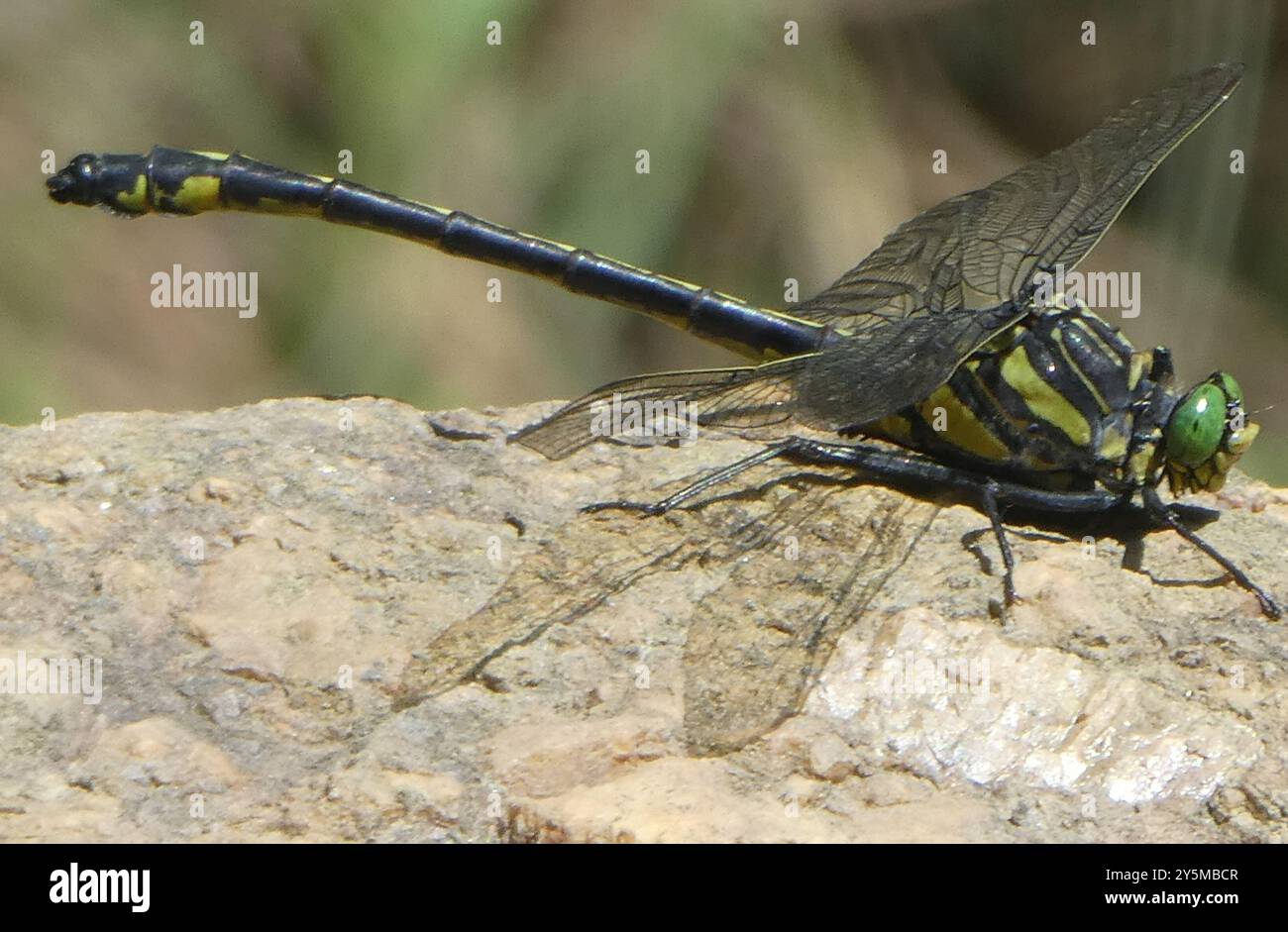 Dragonhunter (Hagenius brevistylus) Insecta Stock Photo - Alamy