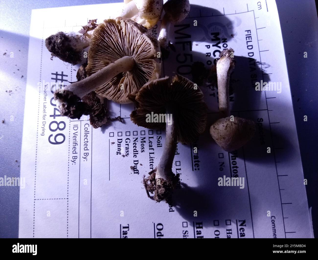 Fibercaps and Allies (Inocybaceae) Fungi Stock Photo - Alamy