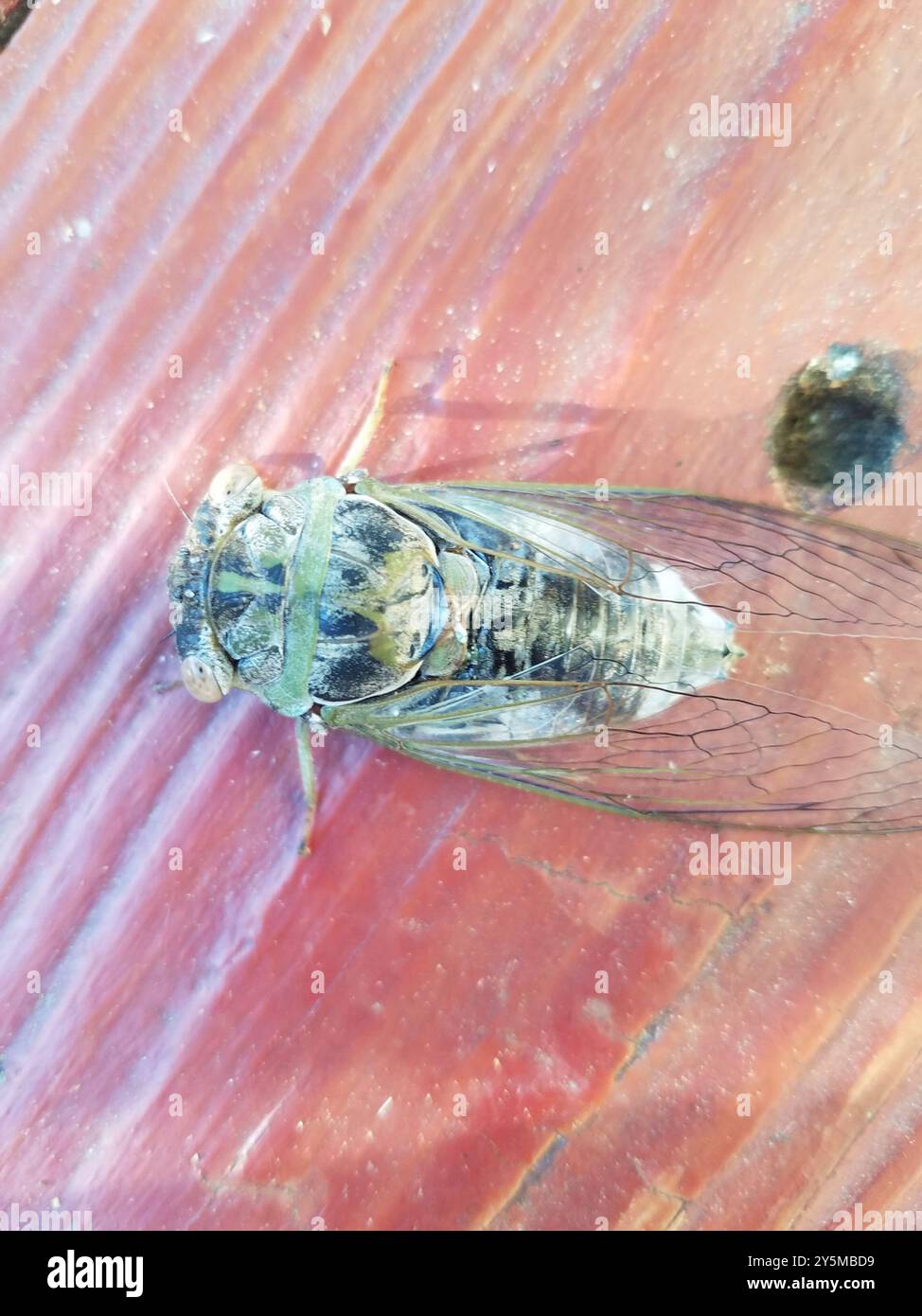 Northern Dusk-singing Cicada (Megatibicen grossa) Insecta Stock Photo ...