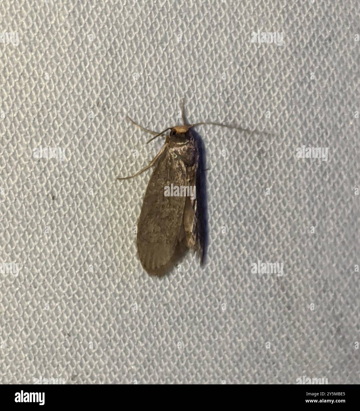 Lesser Wax Moth (Achroia grisella) Insecta Stock Photo - Alamy
