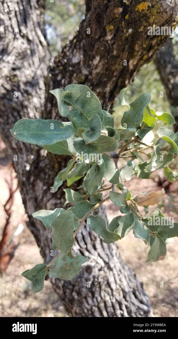 gray oak (Quercus grisea) Plantae Stock Photo - Alamy