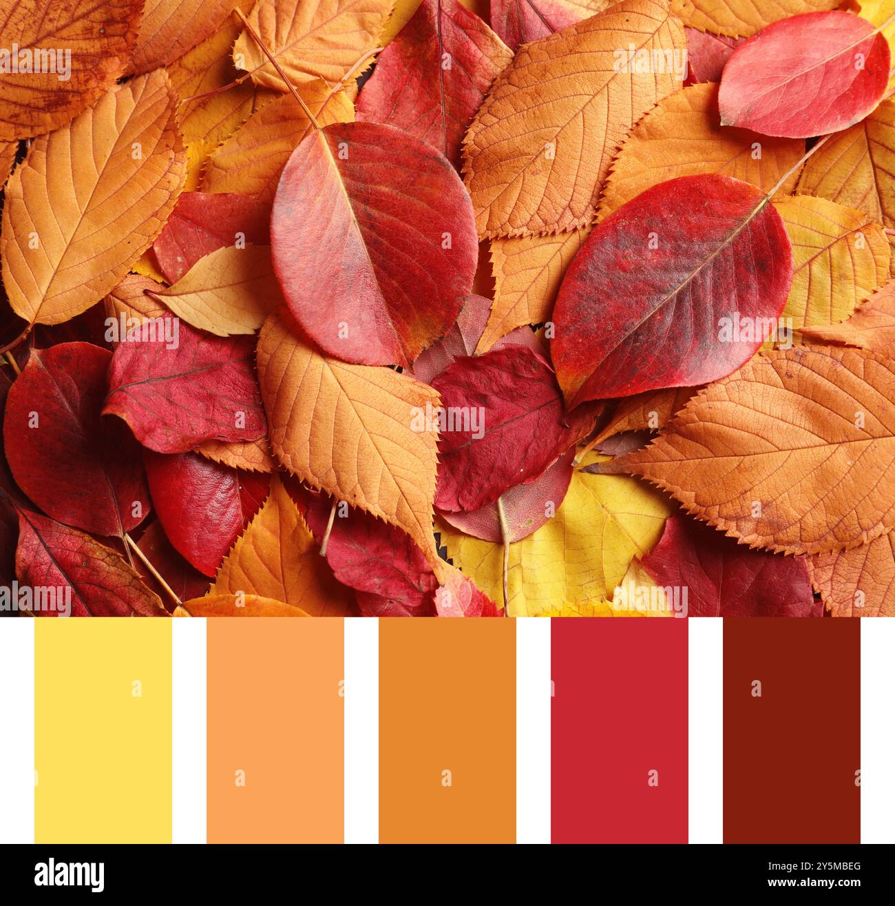 Shades of autumn. Picture of orange and red leaves and matching color ...