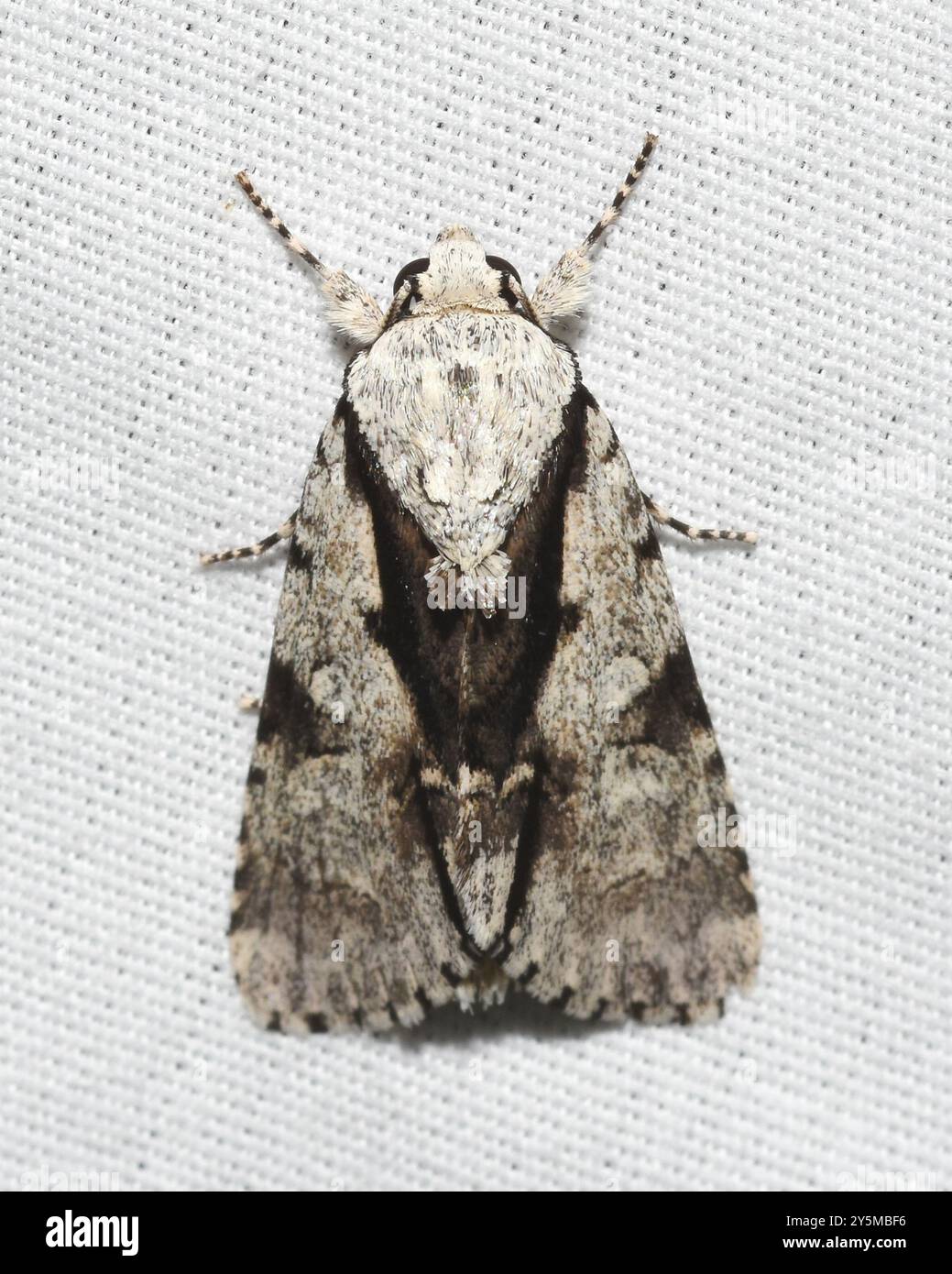 Funerary Dagger (Acronicta funeralis) Insecta Stock Photo - Alamy